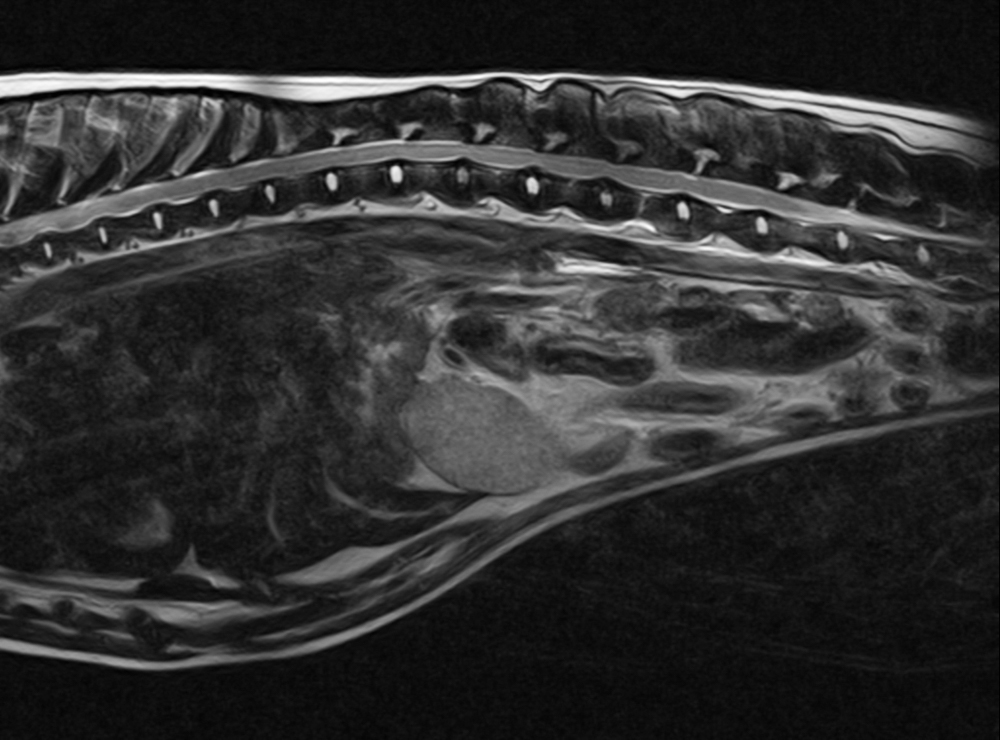 Neurology Services | Tucson Veterinary Specialists